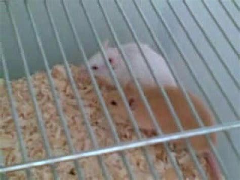 TOPI SEX Allevamento YouTube