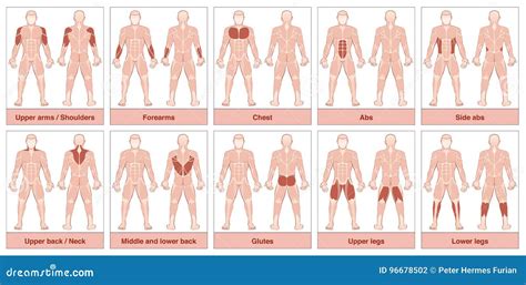 Muscle Groups Chart Stock Vector Illustration Of Exercise 96678502