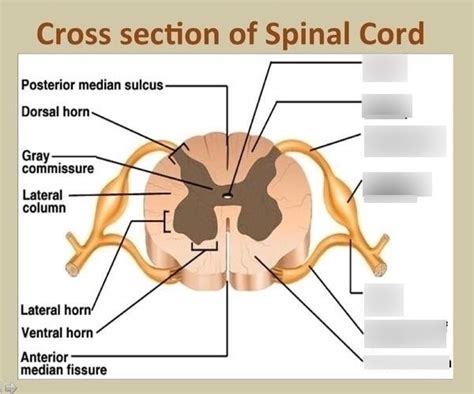 Right Cross Section Of The Spinal Cord Diagram Quizlet