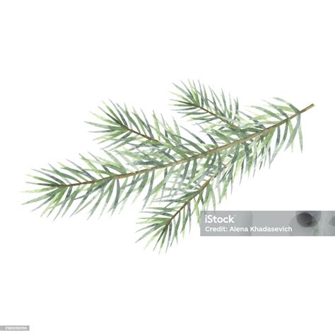 크리스마스 전나무 가지 수채화 고립 된 그림 바늘이 있는 녹색 가문비 나무 가지와 손으로 그린 구성 겨울 휴가 초대장을위한 식물 장식 새해 복 많이 받으세요 인사말 카드