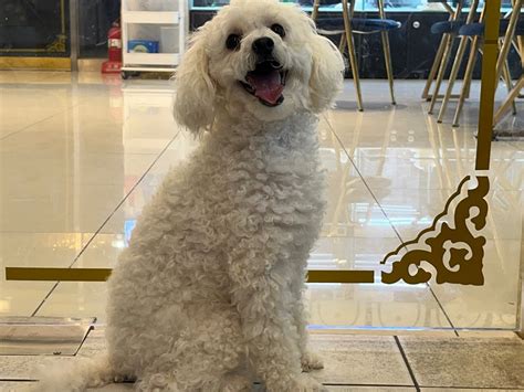 푸들 초롱 노르웨이숲성격 데본렉스성격 뱅갈성격 샴성격 셀커크렉스성격 스핑크스성격 아메리칸숏헤어성격 아메리칸컬성격 아비시니안성격