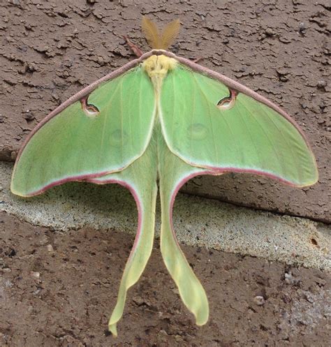 Luna Moth Scrolller