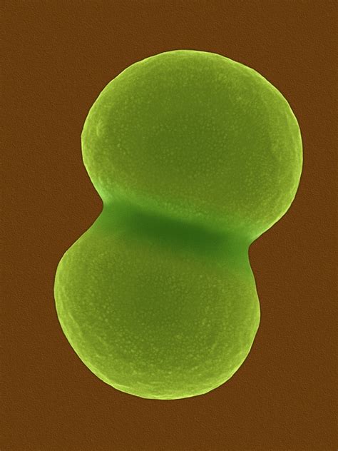 Staphylococcus Aureus Greeting Card By Dennis Kunkel Microscopy Science Photo Library