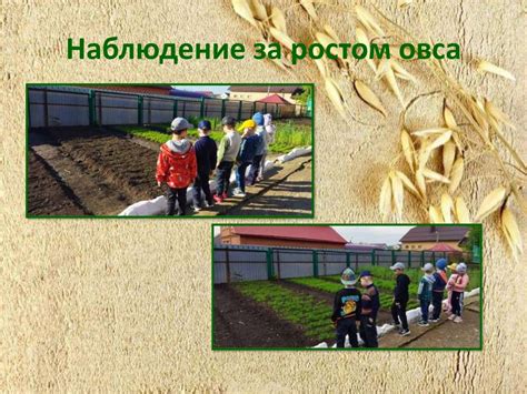 Проект «Выращивание овса презентация онлайн