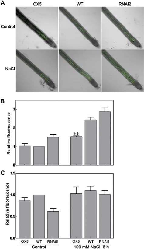 Apoplastic And Cytosolic Ros In Situ Localization Under Normal Download Scientific Diagram