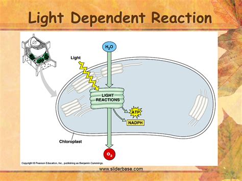 Light Dependent Reaction Explained