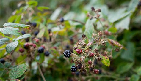 야생 블랙 베리 야생 음식 채집 과일로 가득한 여름 가시 나무 덤불 블랙베리에 대한 스톡 사진 및 기타 이미지 블랙베리 산울타리 원예 Istock