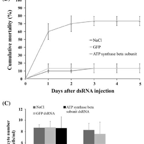 A In Vivo Gene Silencing Of The Atp Synthase Beta Subunit Transcript