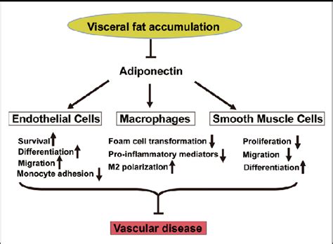Protective Functions Of Adiponectin In Obesityrelated Vascular Disease Download Scientific