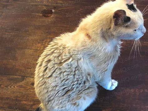 Why Does My Cat Have Dry Patches At Jacqueline Anderson Blog