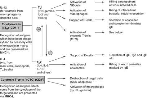 T Cells And Some Of Their Functions Download Scientific Diagram