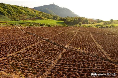 农村土地流转是一种趋势为何有些农民不愿意把土地流转出去呢 农村土地网