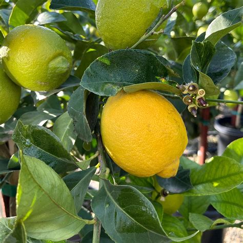Lemon Tree Images