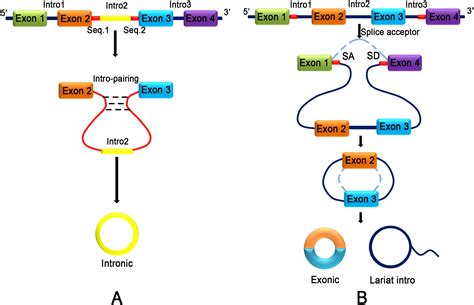 A Comprehensive Review Of Circrna From Purification And Identification