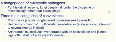 Protozoa And Parasites Prof Ben Makepeace Flashcards Quizlet