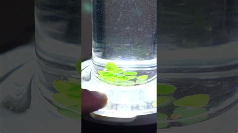 How Photosynthesis Affects Suns Energy Iram Khan Posted On The Topic