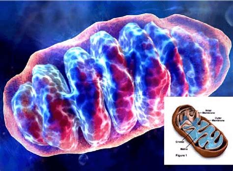 Schematic Representation Of A Mitochondrion Download Scientific Diagram