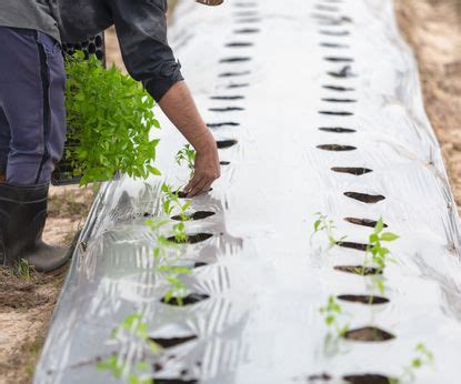 Mulching A Vegetable Garden The Many Benefits Revealed Homes And Gardens
