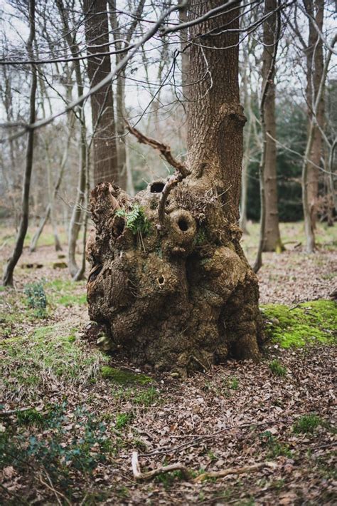 The Most Goblin Core Tree Ive Ever Seen Rgoblincore