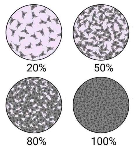 Cell Culture Basics The Foundation Of Biotechnology Rs Science