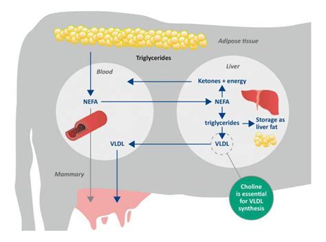 Reducing Problems In Transition Cows Using Protected Choline Orffa