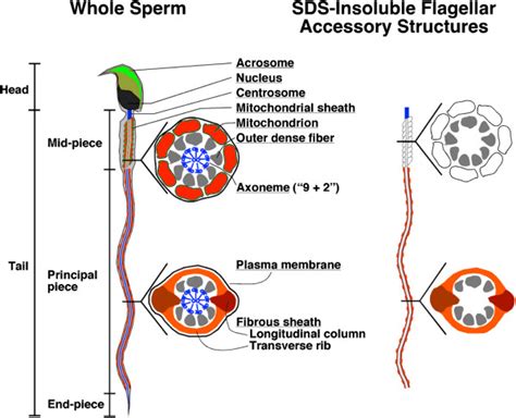 Diagram Of Sperm Cell Diagram Detailing The Major Structural Domains