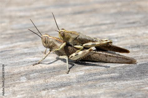 The Pairing Of The Migratory Locust On The Gray Woods Stock Photo Adobe Stock