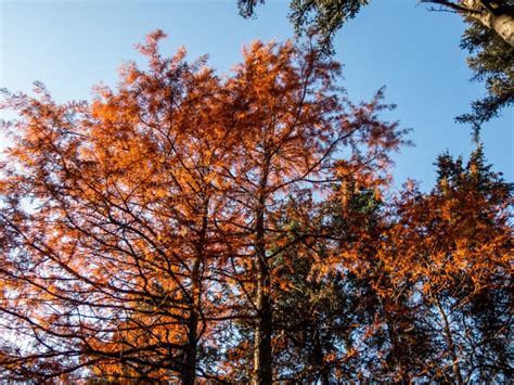 Bald Cypress Or Swamp Cypress Taxodium Distichum In Russet Red Yellow