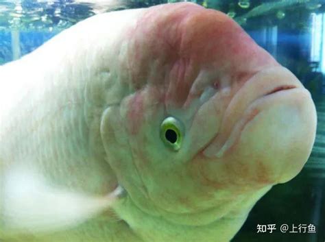 互动性最好的观赏鱼排名第7招财鱼 知乎