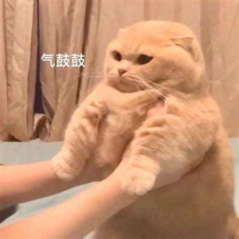 你听听你说的是人话吗 沙雕表情包