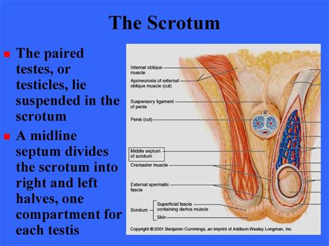 The Reproductive System Ppt Download