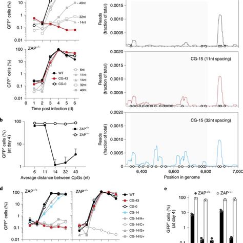 Cpg Dinucleotide Numbers And Hiv 1 Replication A Schematic Download Scientific Diagram