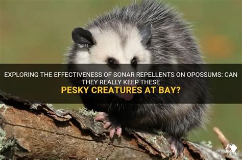 Exploring The Effectiveness Of Sonar Repellents On Opossums Can They Really Keep These Pesky