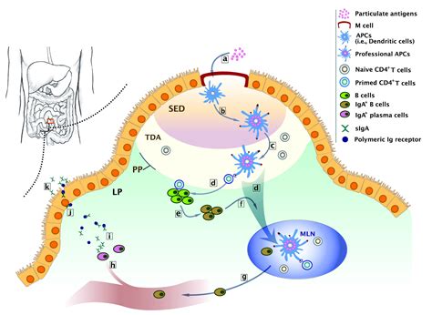 M Cells Peyers Patches