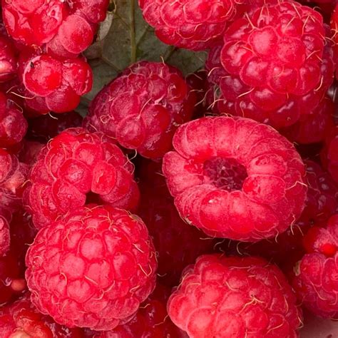Wild Raspberry Seeds Rubus Idaeus Native Perennial Zone 3 150