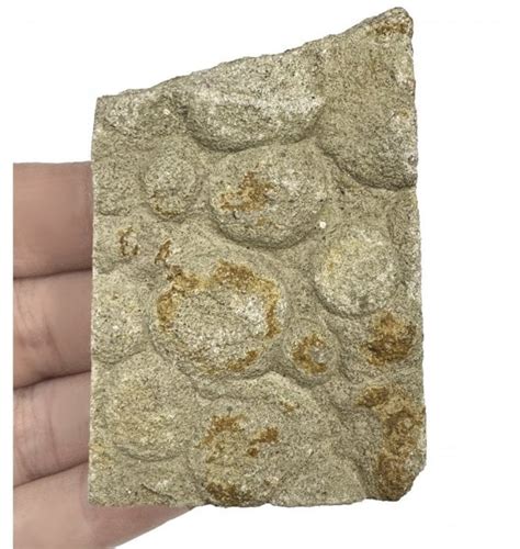 Fossils For Sale Fossils Early Life One Of The Oldest Fossils Ever Rare Ediacaran