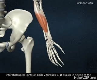 Flexor Digitorum Superficialis On Make A GIF