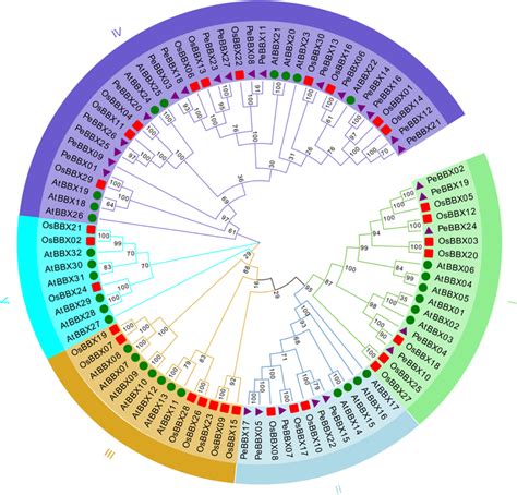 Phylogenetic Tree Analysis Of Bbx Sequences The Full Length Amino Acid