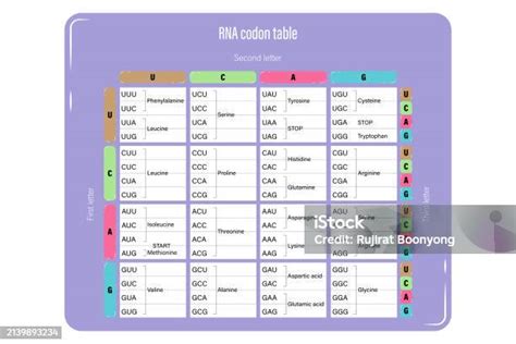 Rna Codon Table Vector Genetic Code The Three Bases Of An Mrna Codon Amino Acid Sequence Stock