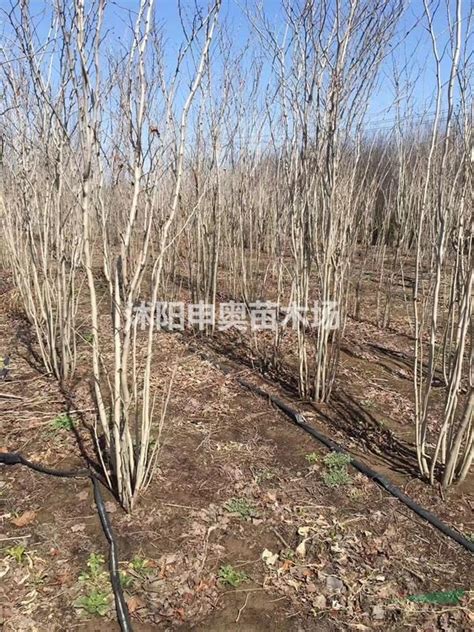 江苏供应丛生紫荆紫荆小苗紫荆多分支紫荆冠幅1 3米基地 种植厂家 产地报价单 沭阳申奥苗木场
