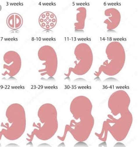 Pregnancy Symptoms At 4 Weeks