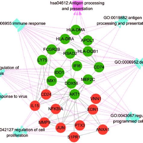 The Network Involving The Common Pathway And Biological Processes And
