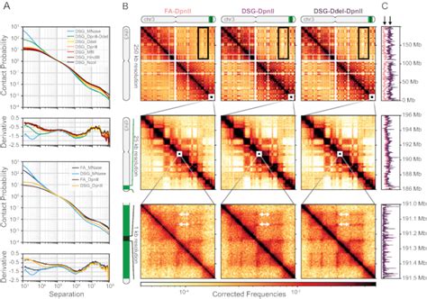 Capturing Chromosome Conformation Across Length Scales