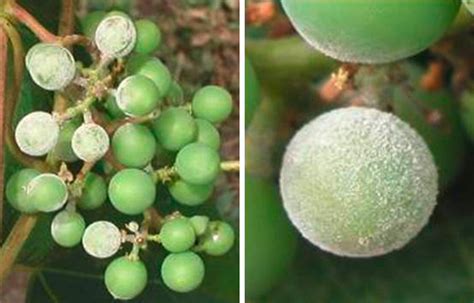 Период с условия за увеличаване на инфекциозния фон от гъбни болести по земеделските култури