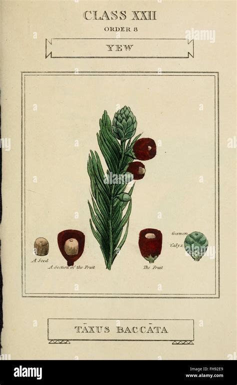 Un Travail Scientifique Sur La Classification Des Plantes Détaillant