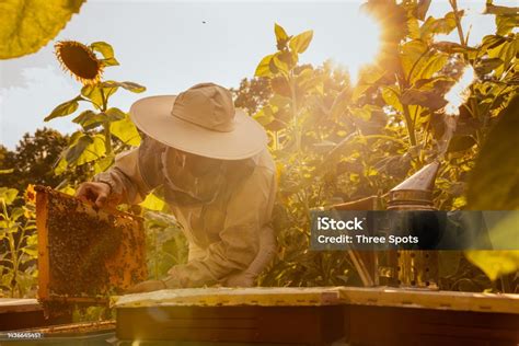이전 작업 과정 양봉가 양복을 입은 남자는 시골의 해바라기로 가득 찬 들판의 벌집 근처에 서 있는 벌집에서 벌집과 벌집을 들고 프레임을 들고 있다 벌에 대한 스톡 사진 및