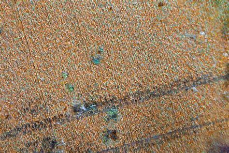 Fondo Chip Nfc Bajo El Microscopio Microscopio Microchip Sim Foto E