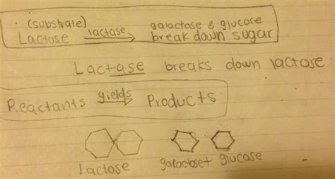 Enzyme Controlled Reaction Virtual Lab My Site ♥