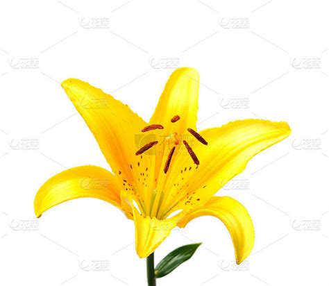 黄色的百合