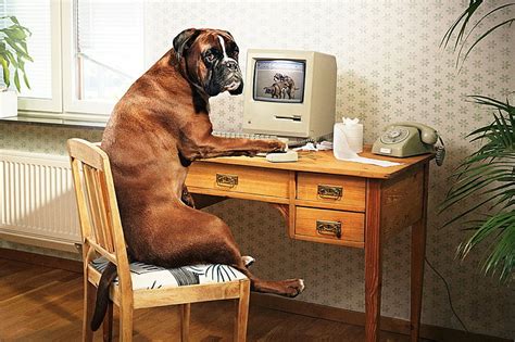 Hd Wallpaper Adult Fawn And White Boxer Dog Table Computer Bulldog